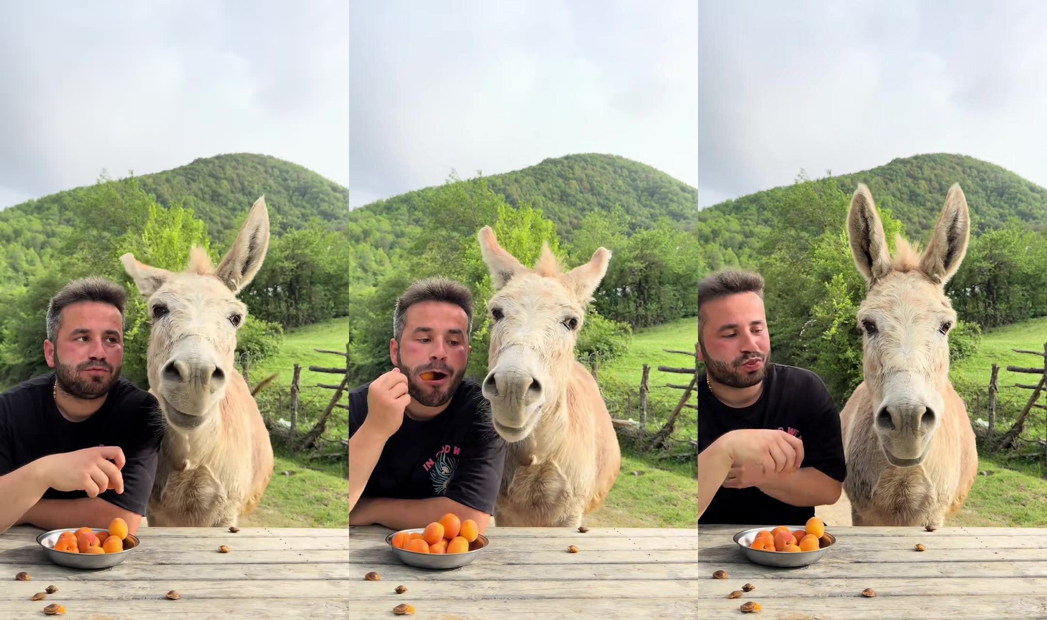 Společné svačení s oslíkem: Každý plive pecky po svém